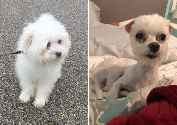 45 Photos Of Animals Who Were Having A Ruff Day | DeMilked