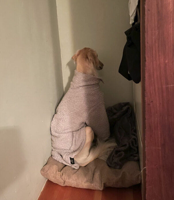 45 Photos Of Animals Who Were Having A Ruff Day | DeMilked