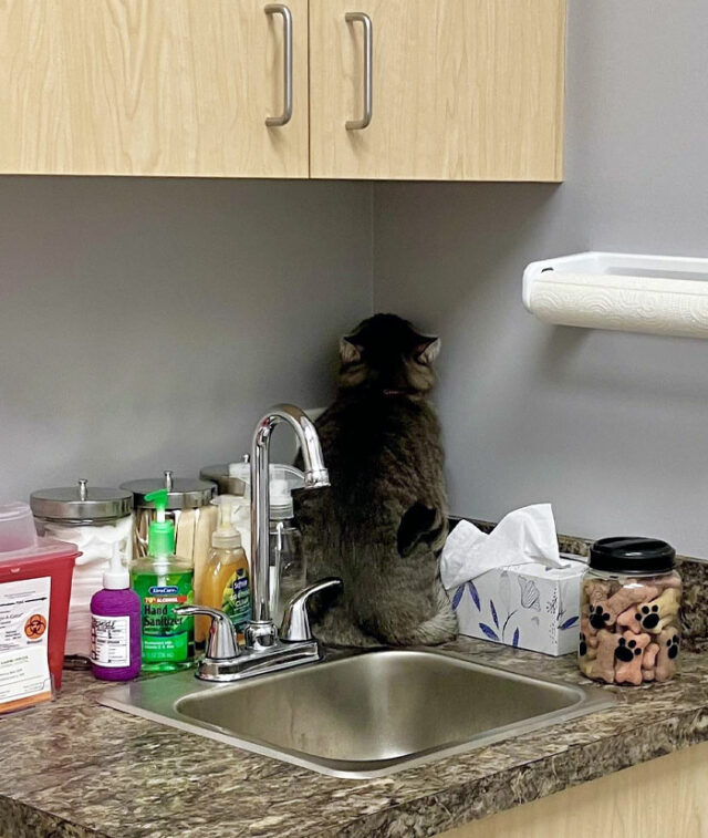 45 Photos Of Animals Who Were Having A Ruff Day | DeMilked