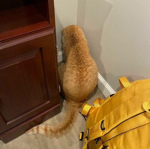 45 Photos Of Animals Who Were Having A Ruff Day | DeMilked