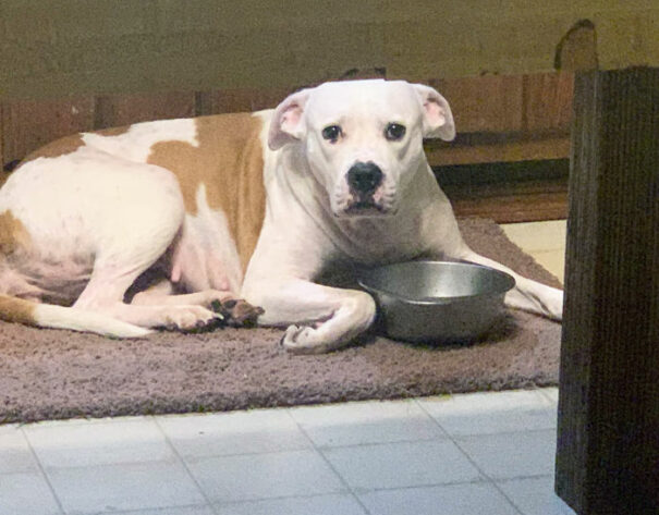 45 Photos Of Animals Who Were Having A Ruff Day | DeMilked