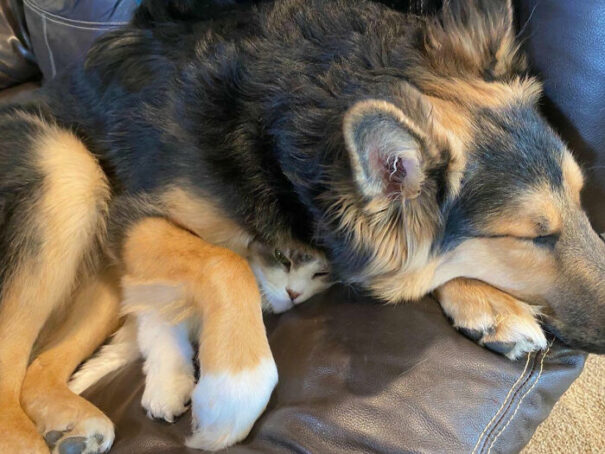 45 Photos Of Animals Who Were Having A Ruff Day | DeMilked