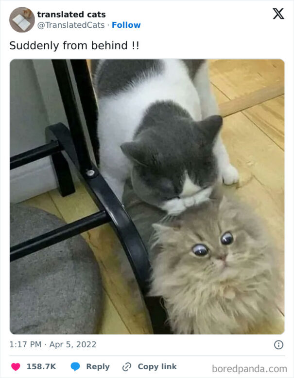 45 Photos Of Animals Who Were Having A Ruff Day | DeMilked