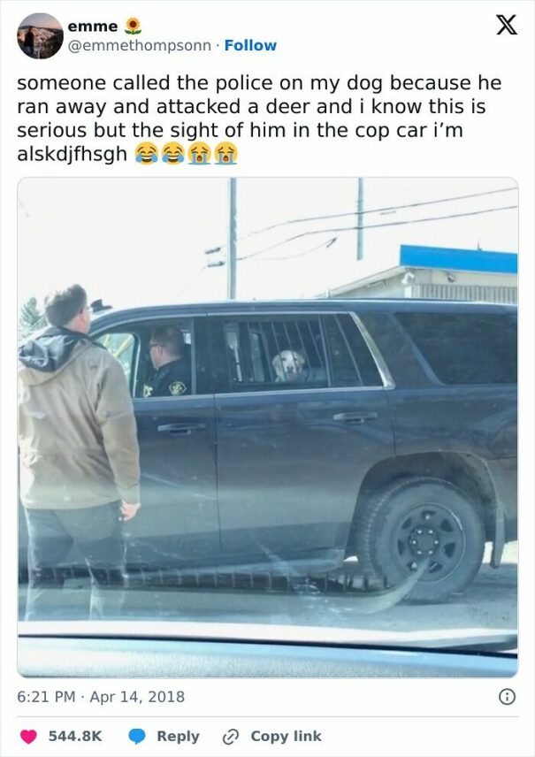 45 Photos Of Animals Who Were Having A Ruff Day | DeMilked