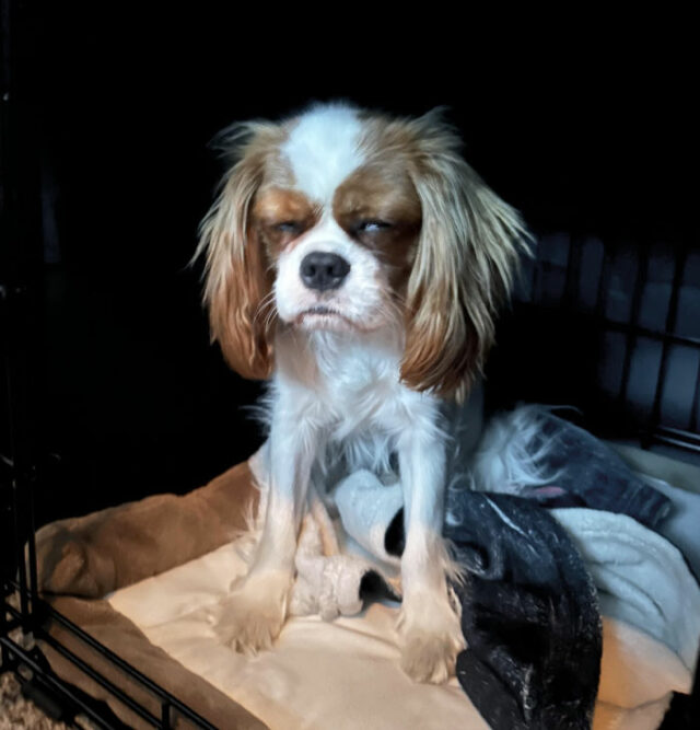 45 Photos Of Animals Who Were Having A Ruff Day | DeMilked