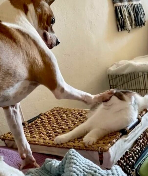 45 Photos Of Animals Who Were Having A Ruff Day | DeMilked