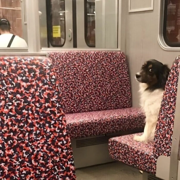 "Berlin Subway Creatures”: 25 Pics Captured By Berlin Subway Passengers ...