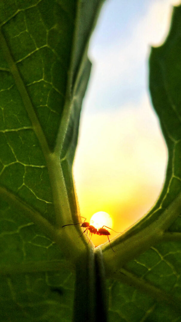 Top 25 Photos Crowned In Prestigious Annual Mobile Photo Awards ...