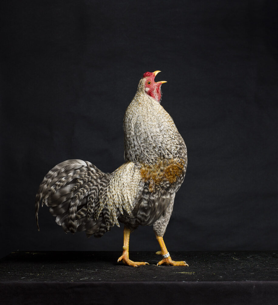 The Charm Of Chickens: 15 Enchanting Portraits By Alex Ten Napel | DeMilked