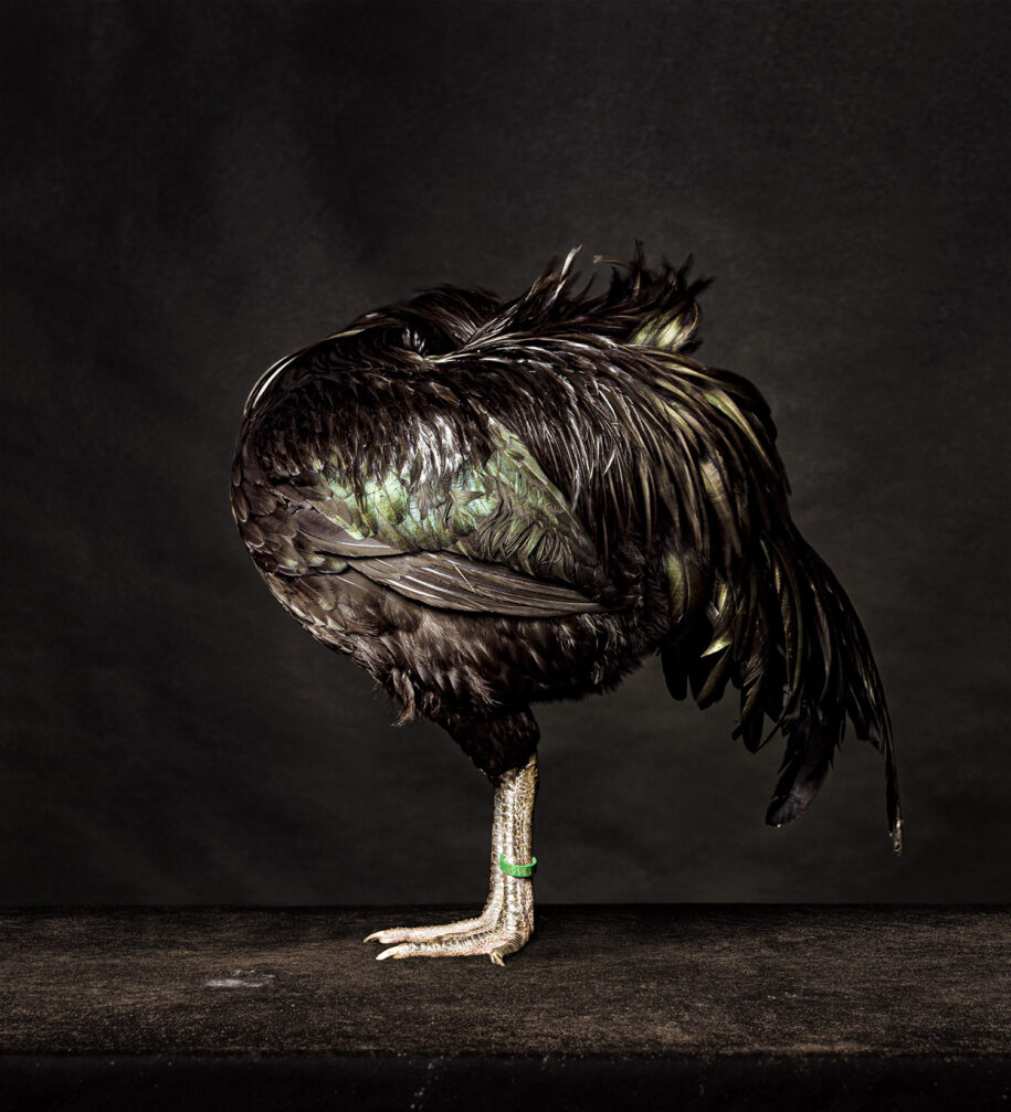 The Charm Of Chickens: 15 Enchanting Portraits By Alex Ten Napel | DeMilked