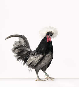 The Charm Of Chickens: 15 Enchanting Portraits By Alex Ten Napel | DeMilked