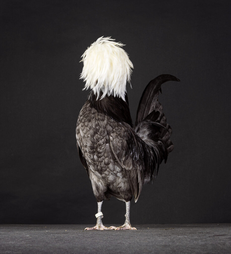 The Charm Of Chickens: 15 Enchanting Portraits By Alex Ten Napel | DeMilked