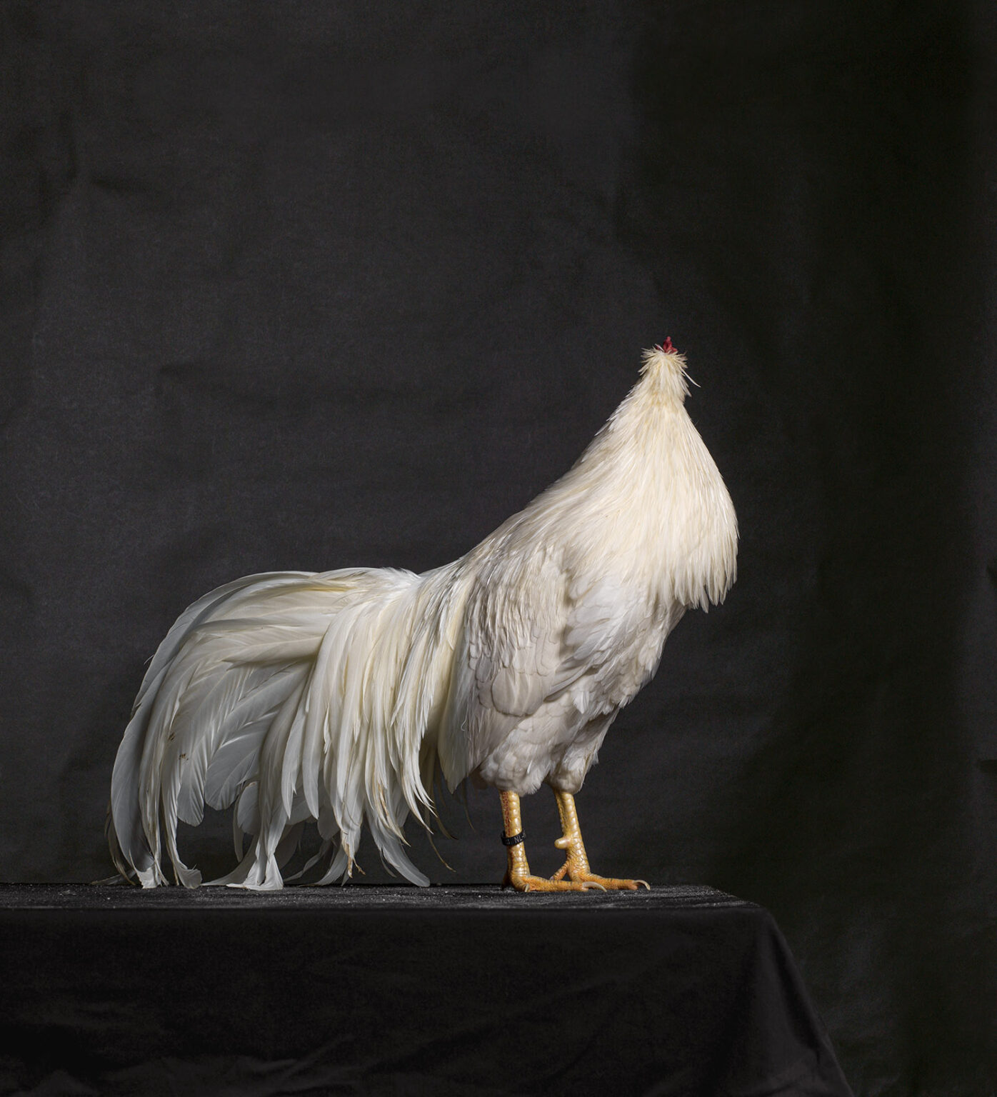 The Charm Of Chickens: 15 Enchanting Portraits By Alex Ten Napel | DeMilked
