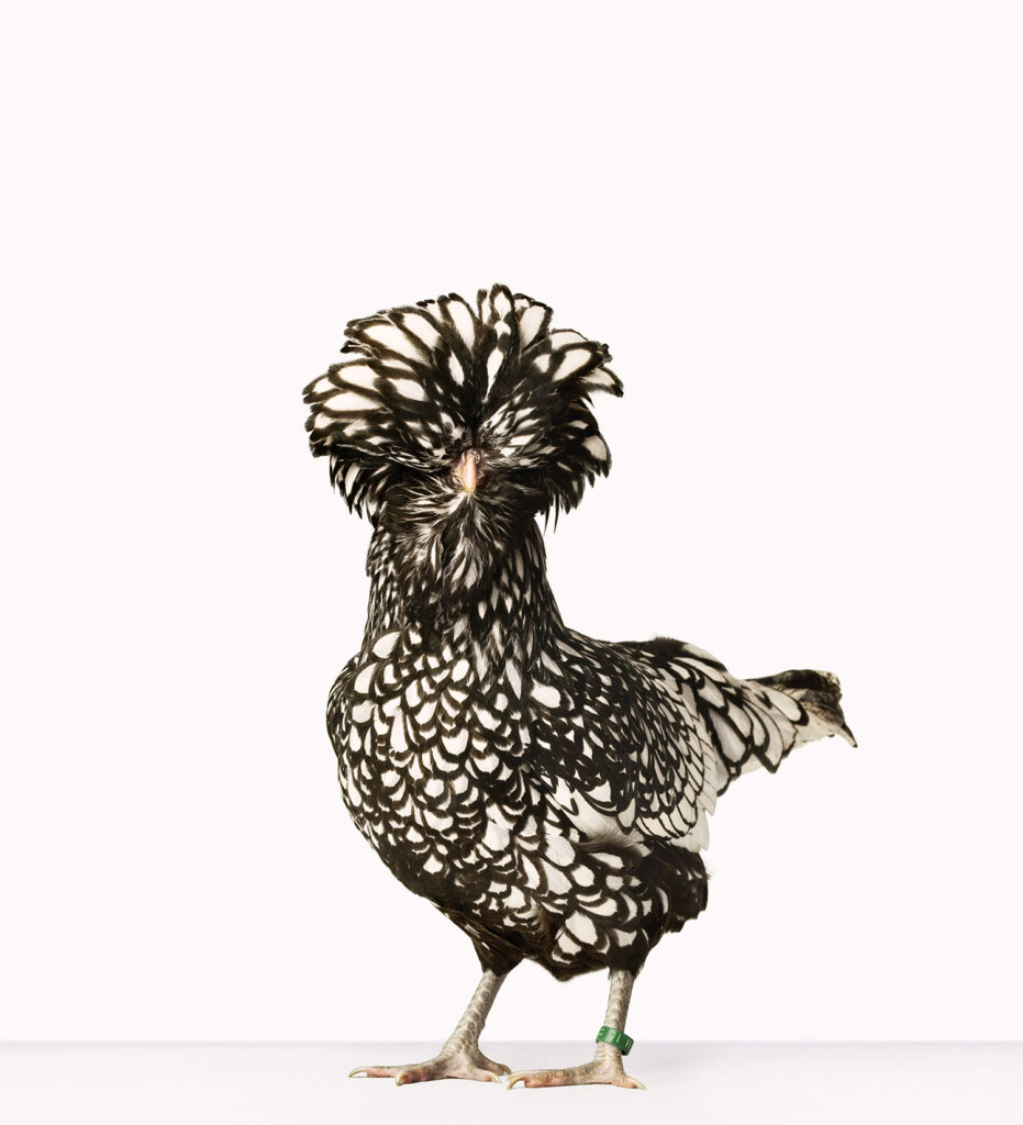 The Charm Of Chickens: 15 Enchanting Portraits By Alex Ten Napel | DeMilked