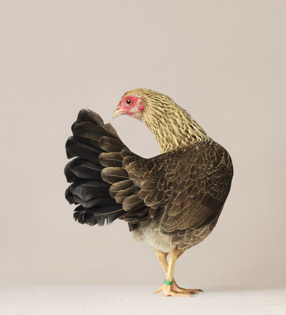 The Charm Of Chickens: 15 Enchanting Portraits By Alex Ten Napel | DeMilked