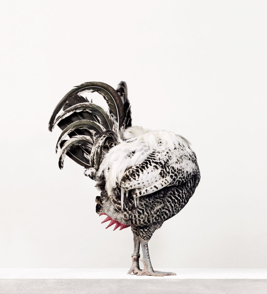 The Charm Of Chickens: 15 Enchanting Portraits By Alex Ten Napel | DeMilked