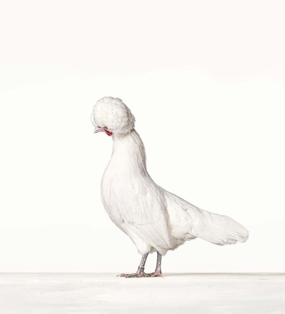 The Charm Of Chickens: 15 Enchanting Portraits By Alex Ten Napel | DeMilked