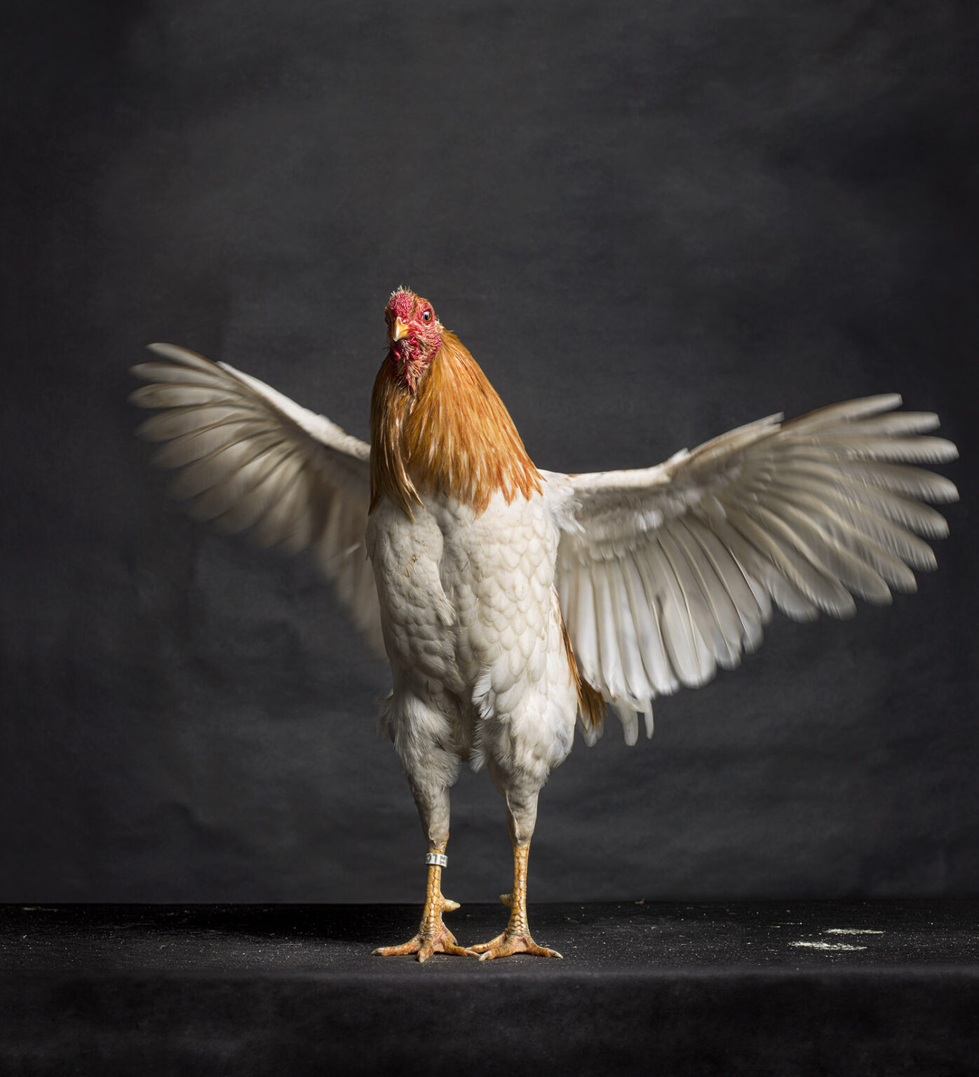 The Charm Of Chickens: 15 Enchanting Portraits By Alex Ten Napel | DeMilked