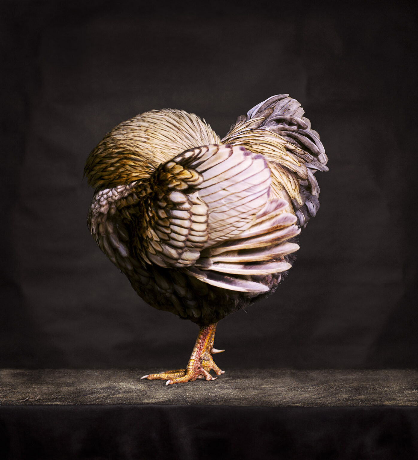 The Charm Of Chickens: 15 Enchanting Portraits By Alex Ten Napel | DeMilked