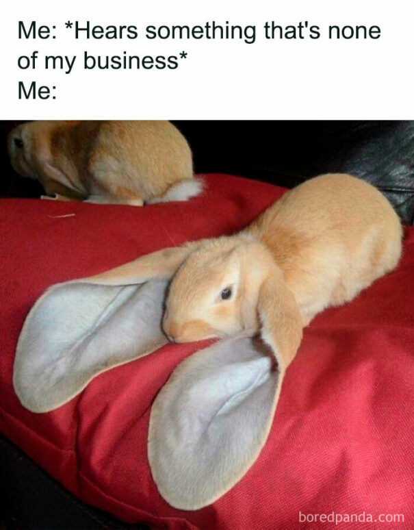 40 New ‘Funny Animal Memes’ For Animal Lovers | DeMilked