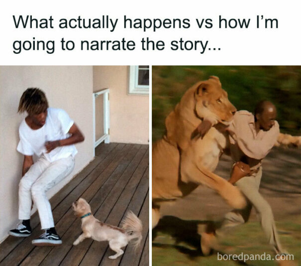 40 New ‘Funny Animal Memes’ For Animal Lovers | DeMilked