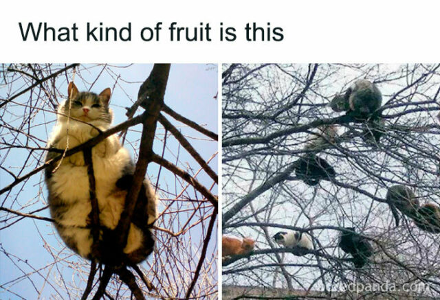 40 New ‘Funny Animal Memes’ For Animal Lovers | DeMilked