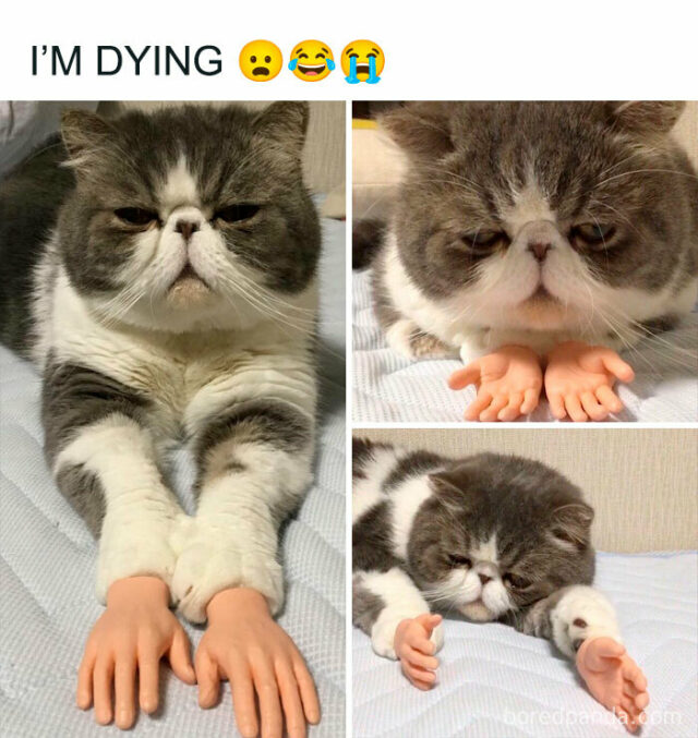 40 New ‘Funny Animal Memes’ For Animal Lovers | DeMilked