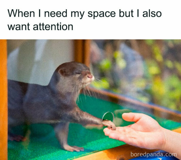 40 New ‘Funny Animal Memes’ For Animal Lovers | DeMilked