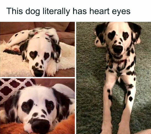 40 New ‘Funny Animal Memes’ For Animal Lovers | DeMilked