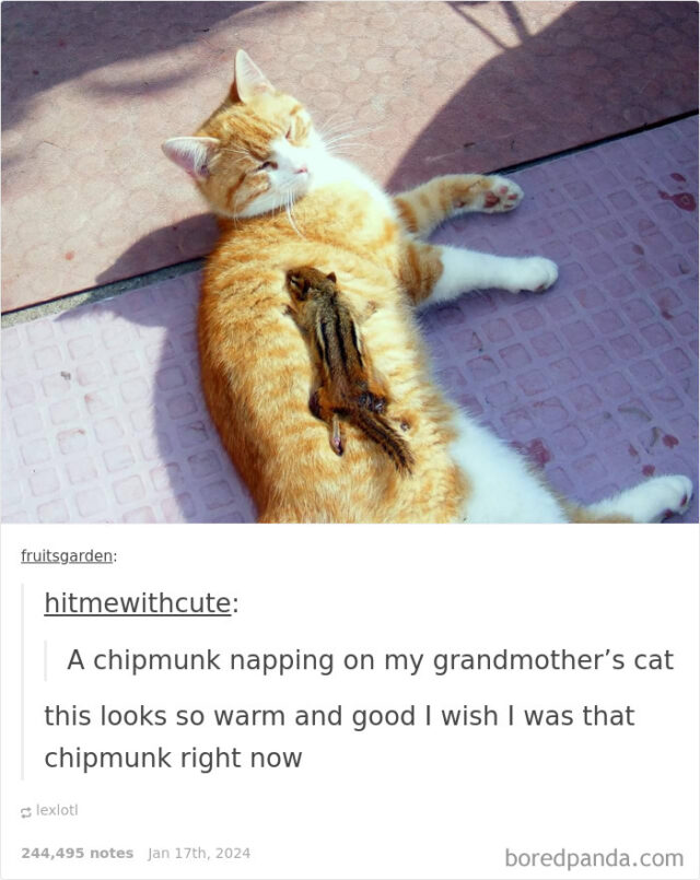 40 New ‘Funny Animal Memes’ For Animal Lovers | DeMilked