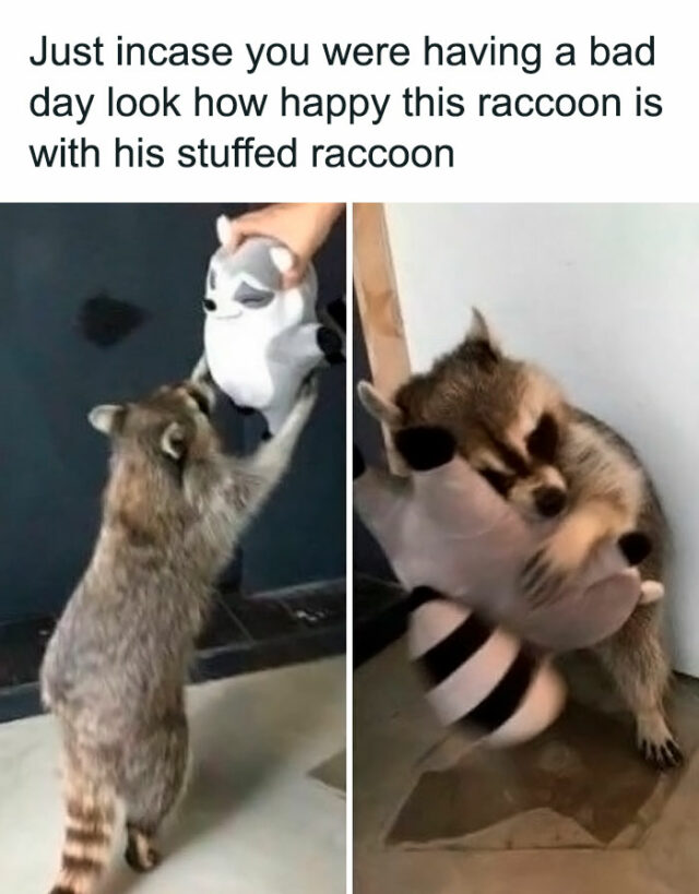 40 New ‘Funny Animal Memes’ For Animal Lovers | DeMilked