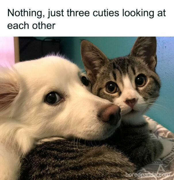 35 Hilariously Relatable Memes From The 'Queen Of Sarcasm' Insta Page ...