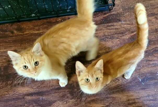 35 Cats Spotted Chilling In Other People's Homes | DeMilked