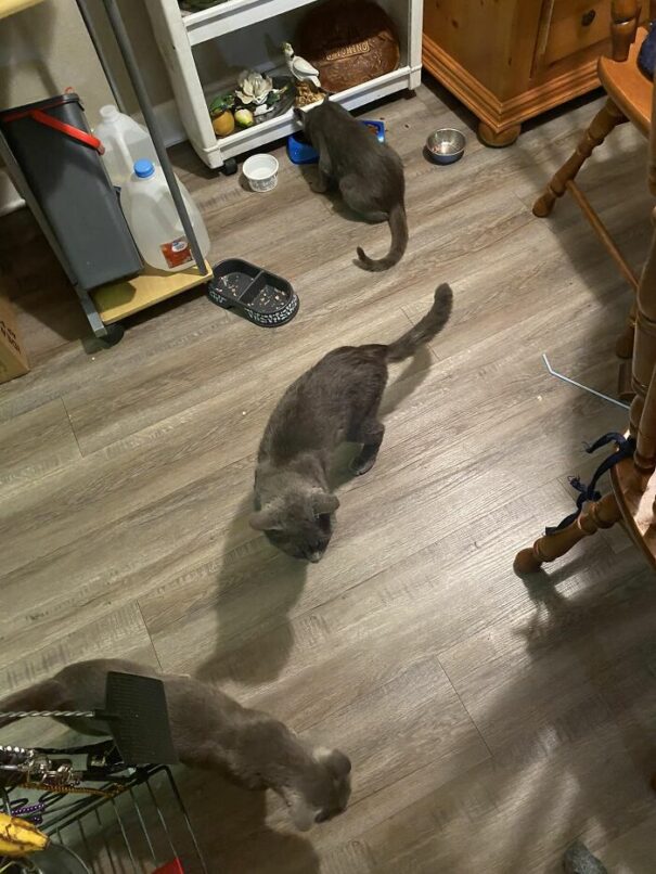 35 Cats Spotted Chilling In Other People's Homes | DeMilked