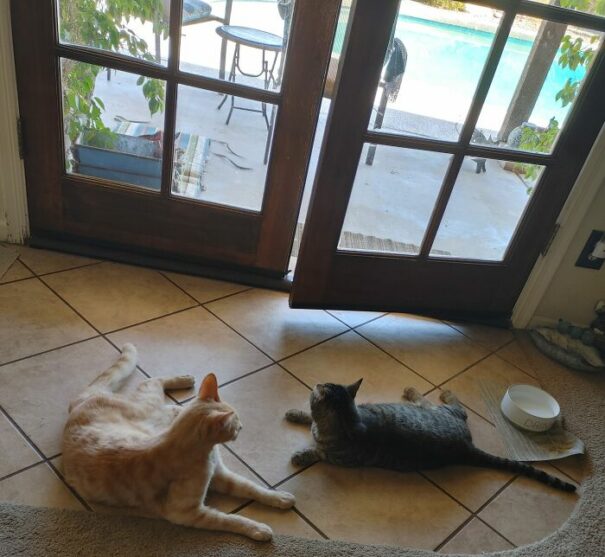 35 Cats Spotted Chilling In Other People's Homes | DeMilked