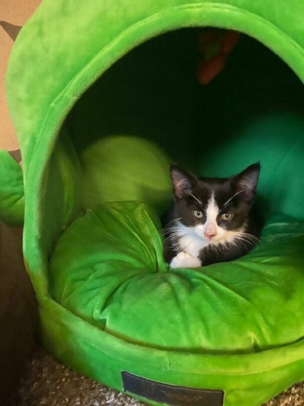 35 Cats Spotted Chilling In Other People's Homes | DeMilked