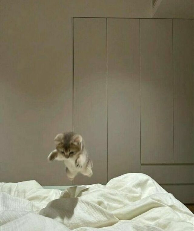40 Funny Pics That Showcase The Joys Of Pet Ownership | DeMilked