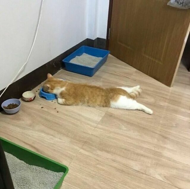 40 Funny Pics That Showcase The Joys Of Pet Ownership | DeMilked