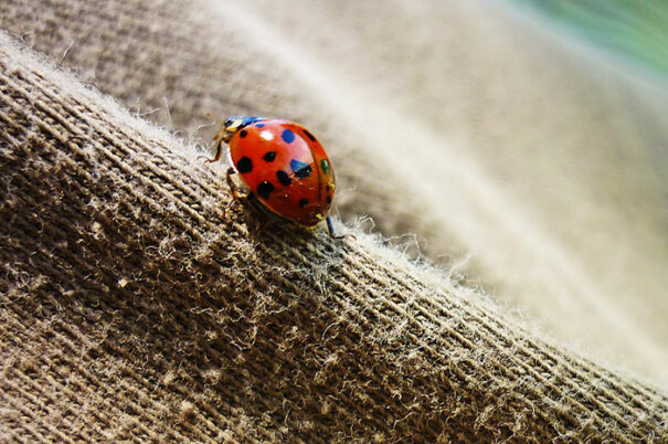 25 Random Yet Simple Facts About The World You And Your Kids May Love ...