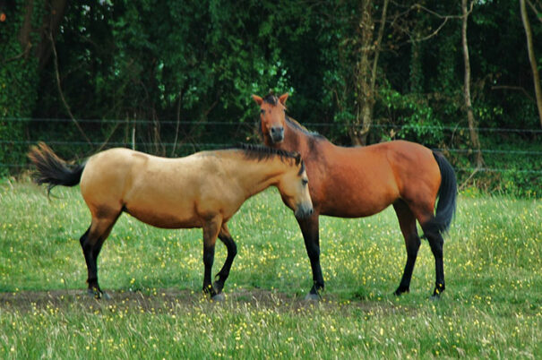 25 Random Yet Simple Facts About The World You And Your Kids May Love ...