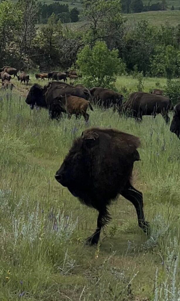 40 Funny Wildlife Photos That Would Technically Be Called A Fail | DeMilked