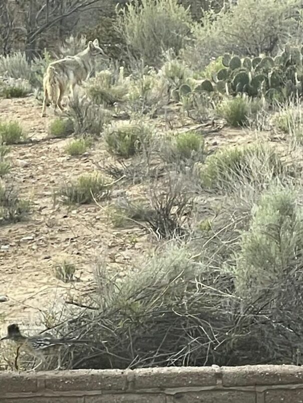 40 Funny Wildlife Photos That Would Technically Be Called A Fail | DeMilked