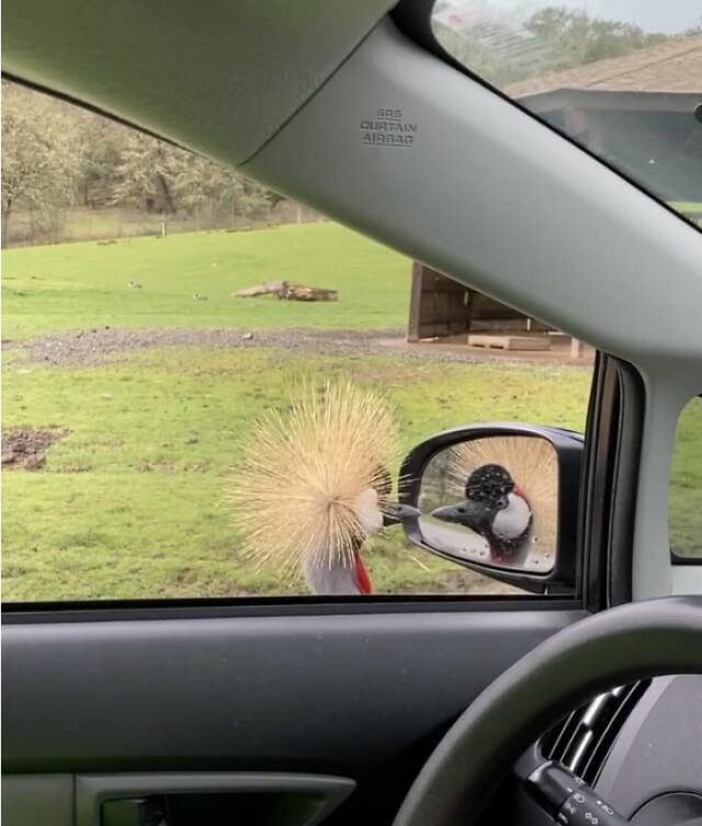 40 Funny Wildlife Photos That Would Technically Be Called A Fail | DeMilked