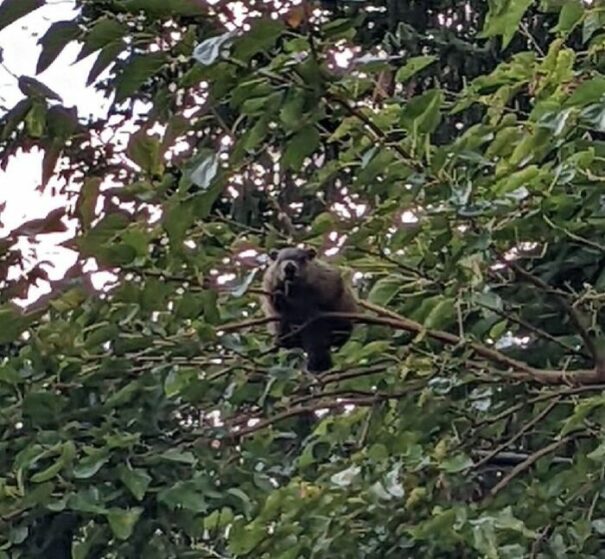 40 Funny Wildlife Photos That Would Technically Be Called A Fail | DeMilked