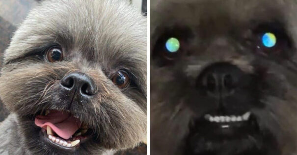 "It Wasn't My Best Friend, It Was The Devil: 25 Of The Funniest Pet ...