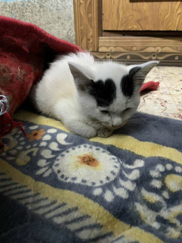 40 Photos Of Happy Pets Adopted This February | DeMilked