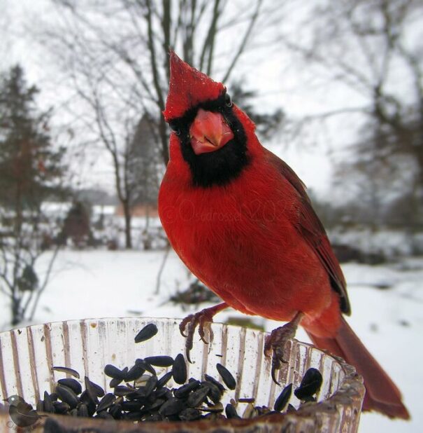 Woman's Bird Feeder Camera Captures 30 Endearing Birdy Moments | DeMilked