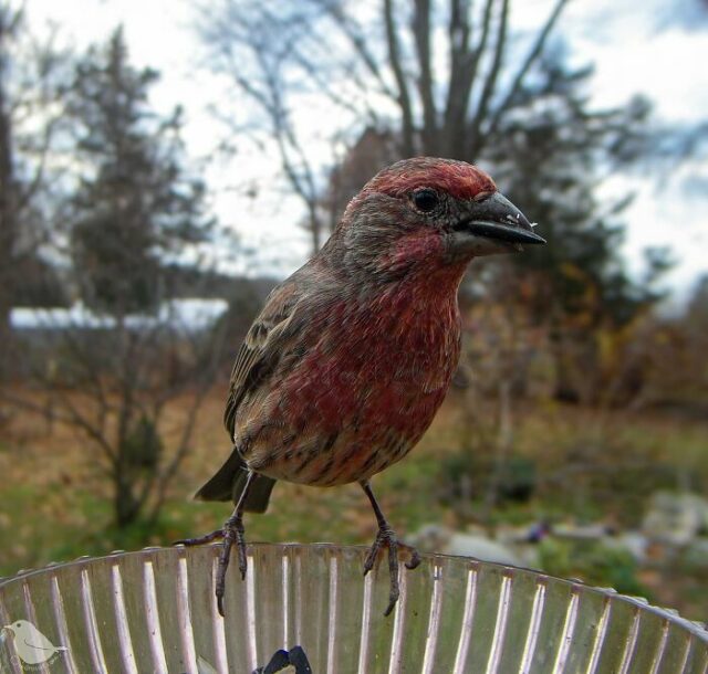Woman's Bird Feeder Camera Captures 30 Endearing Birdy Moments | DeMilked