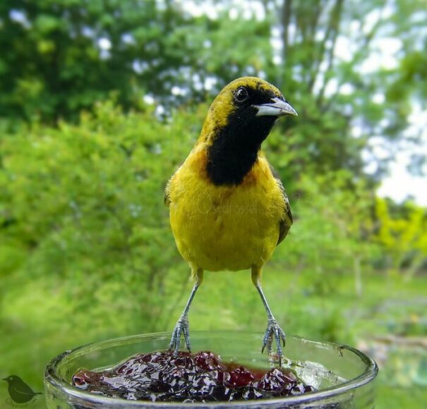 Woman's Bird Feeder Camera Captures 30 Endearing Birdy Moments | DeMilked