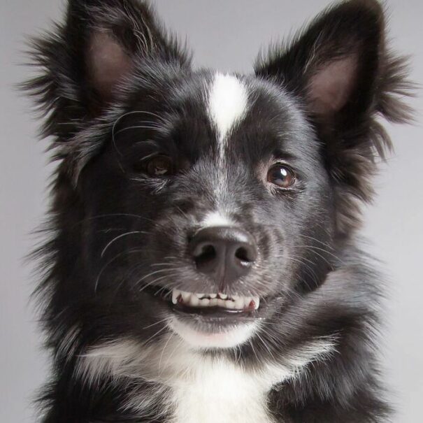 25 Hilarious Doggy Antics Expertly Framed By This Photographer | DeMilked